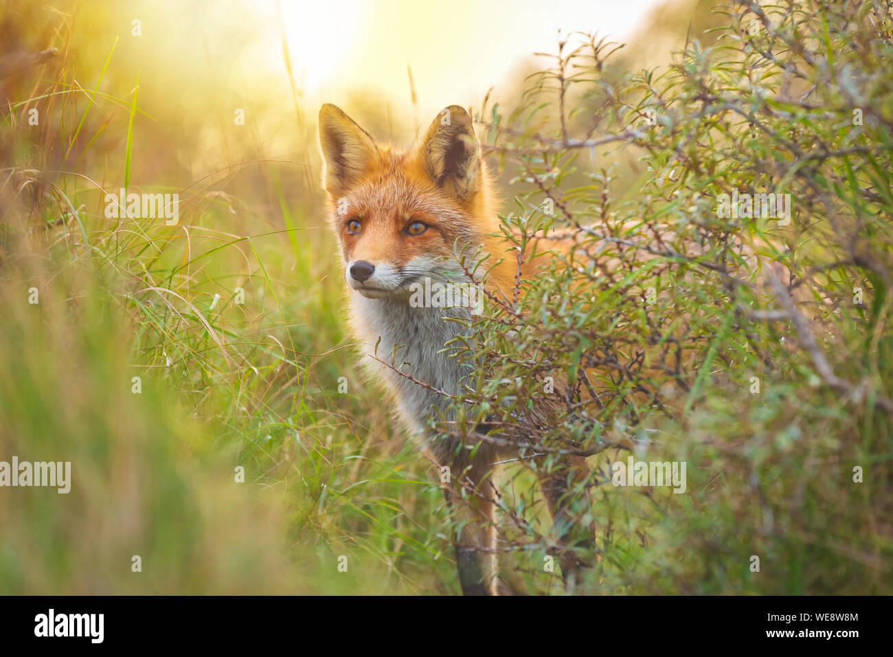Wild young red fox (vulpes vulpes) vixen scavenging in a forest and dunes during sunset Stock ...
