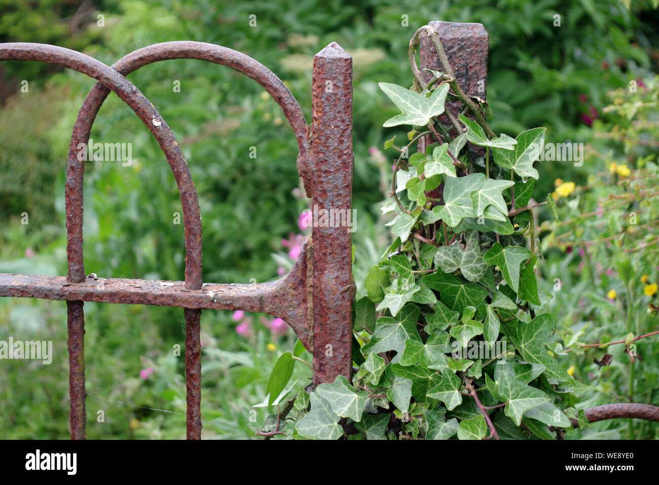Rusty gate with vines growing up the gate post Stock Photo - Alamy