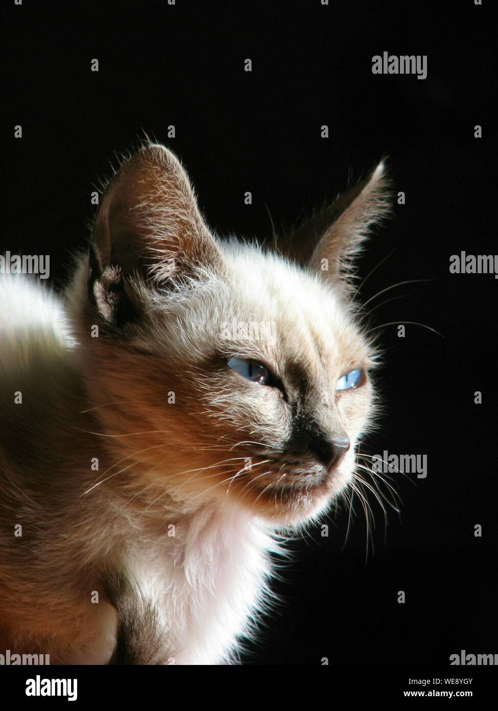 Alert cat hi-res stock photography and images - Alamy