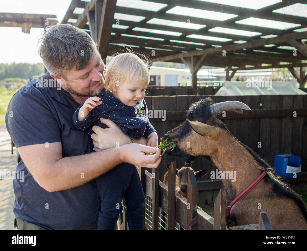 The father holds a little daughter in his arms and together they feed ...