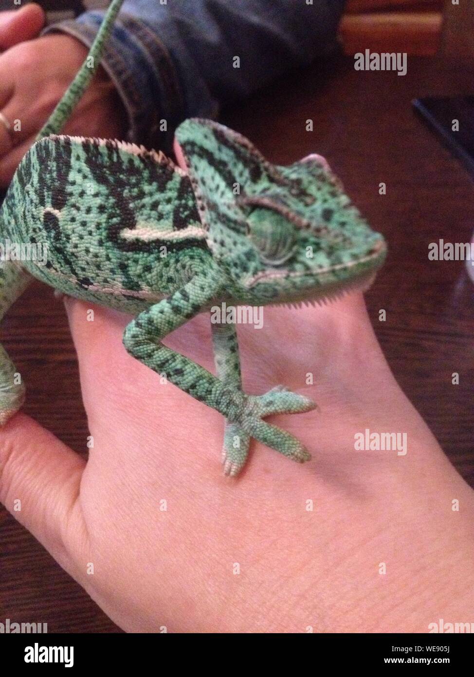 Real chameleon hi-res stock photography and images - Alamy