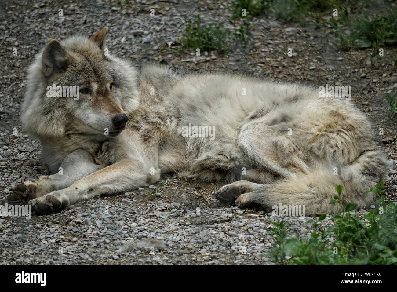 Wolf forest hi-res stock photography and images - Alamy