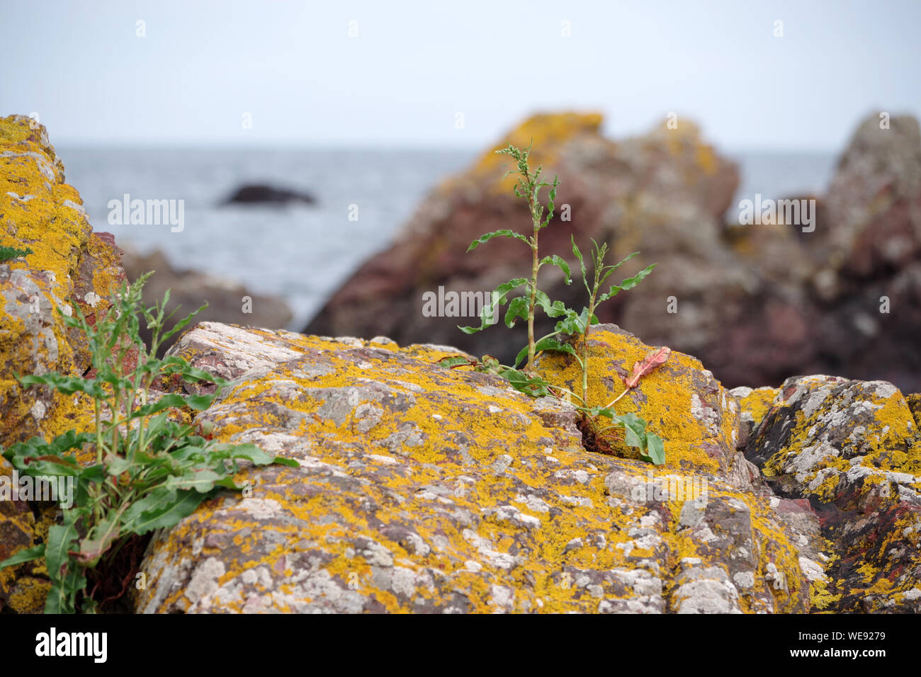 Craggy rocks at the beach at Coldingham Bay on the North Sea Coast on ...