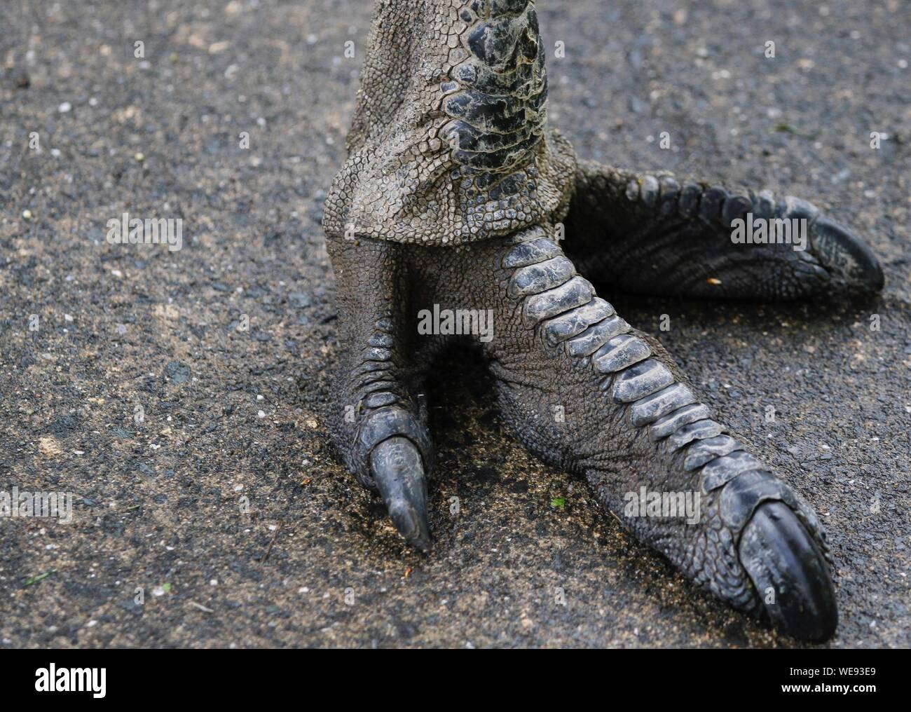 Bird Leg Stock Photos & Bird Leg Stock Images - Alamy