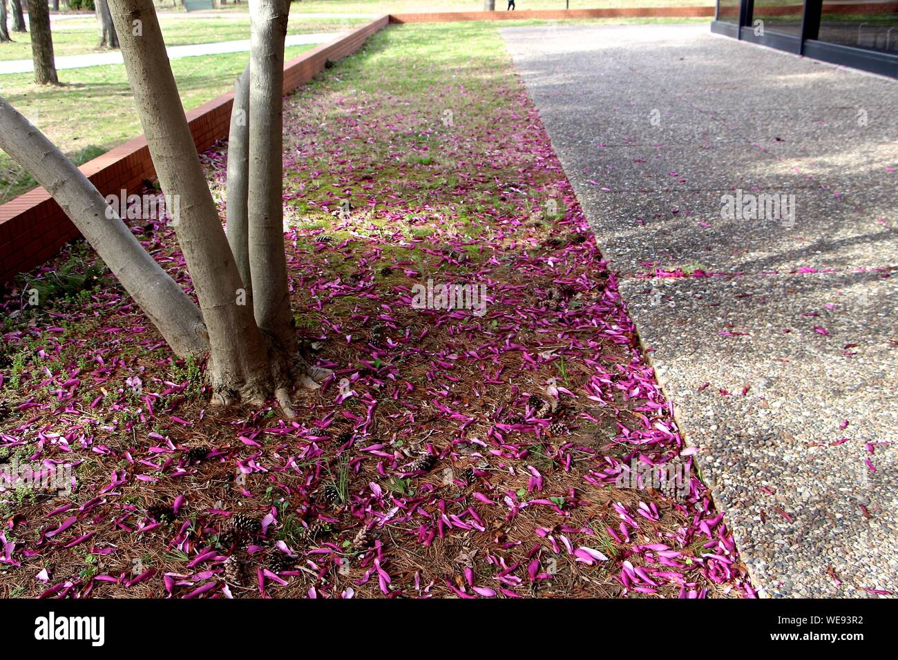 Footpath under fallen tree hi-res stock photography and images - Alamy