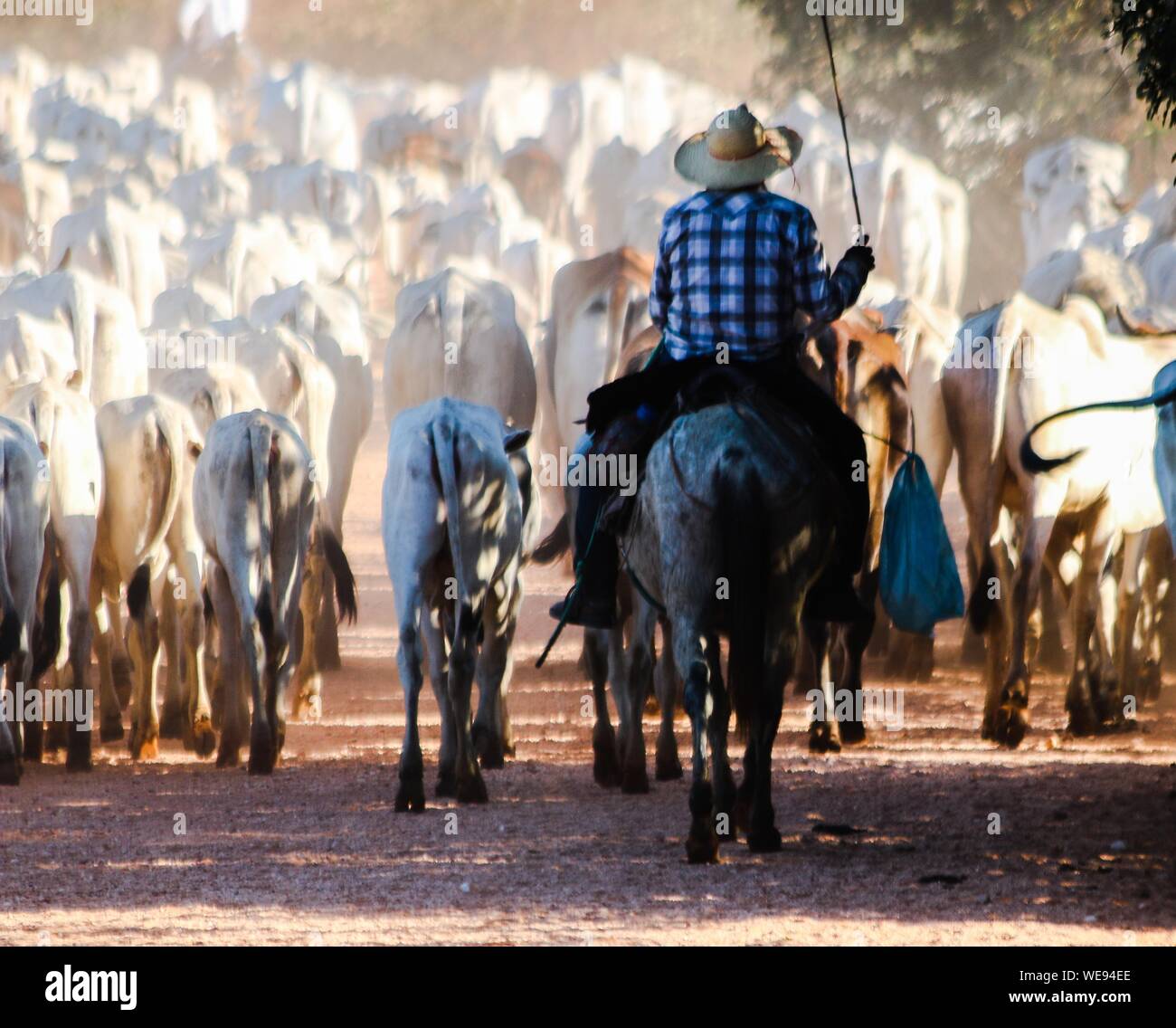 Real Cowboy Riding Horse Cattle High Resolution Stock Photography and ...