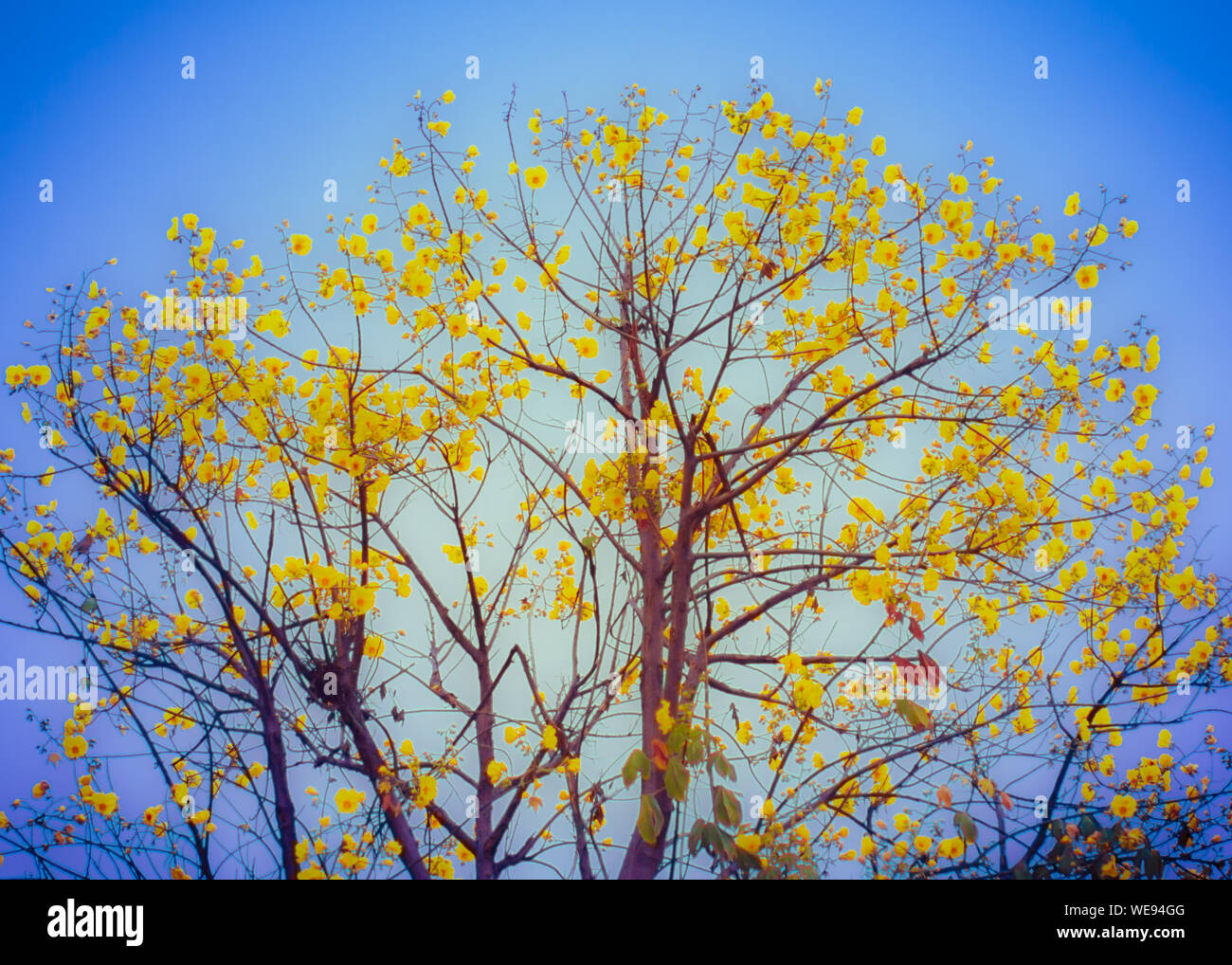 Cochlospermum hi-res stock photography and images - Alamy