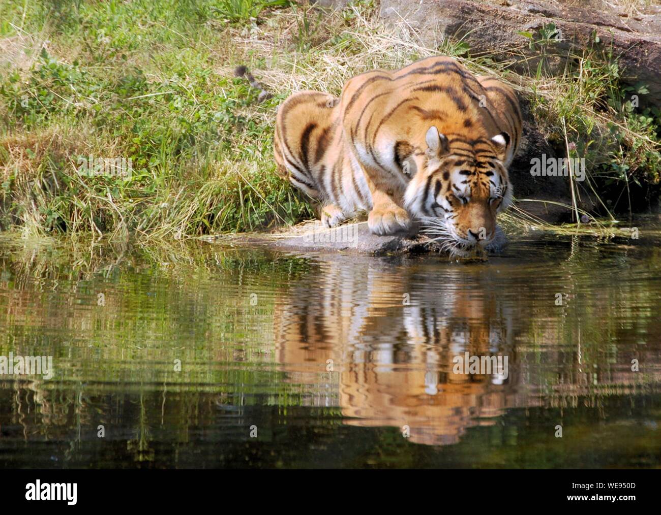Drinking Tiger In Water High Resolution Stock Photography and Images ...