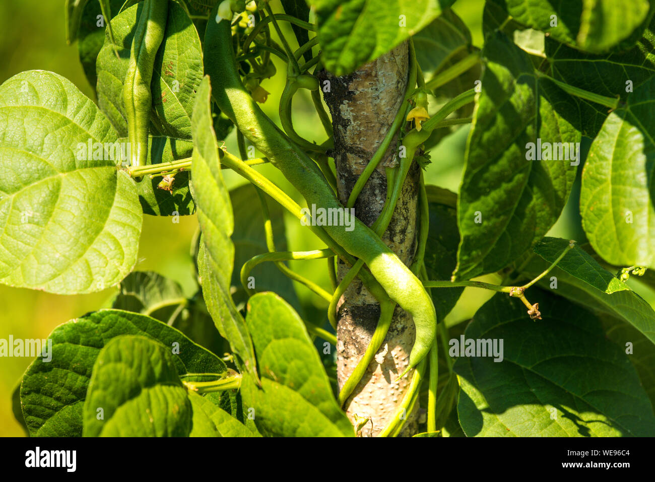 green beans, cultivation in a garden Stock Photo - Alamy