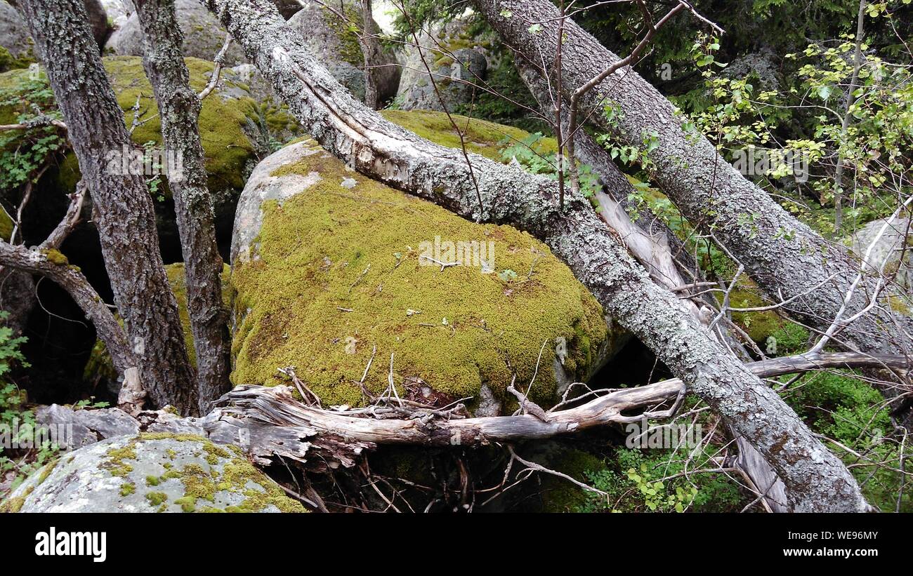 Moss rocks trees hi-res stock photography and images - Alamy