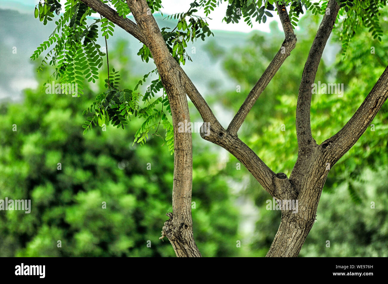 Acacia Tree Trunk High Resolution Stock Photography and Images - Alamy