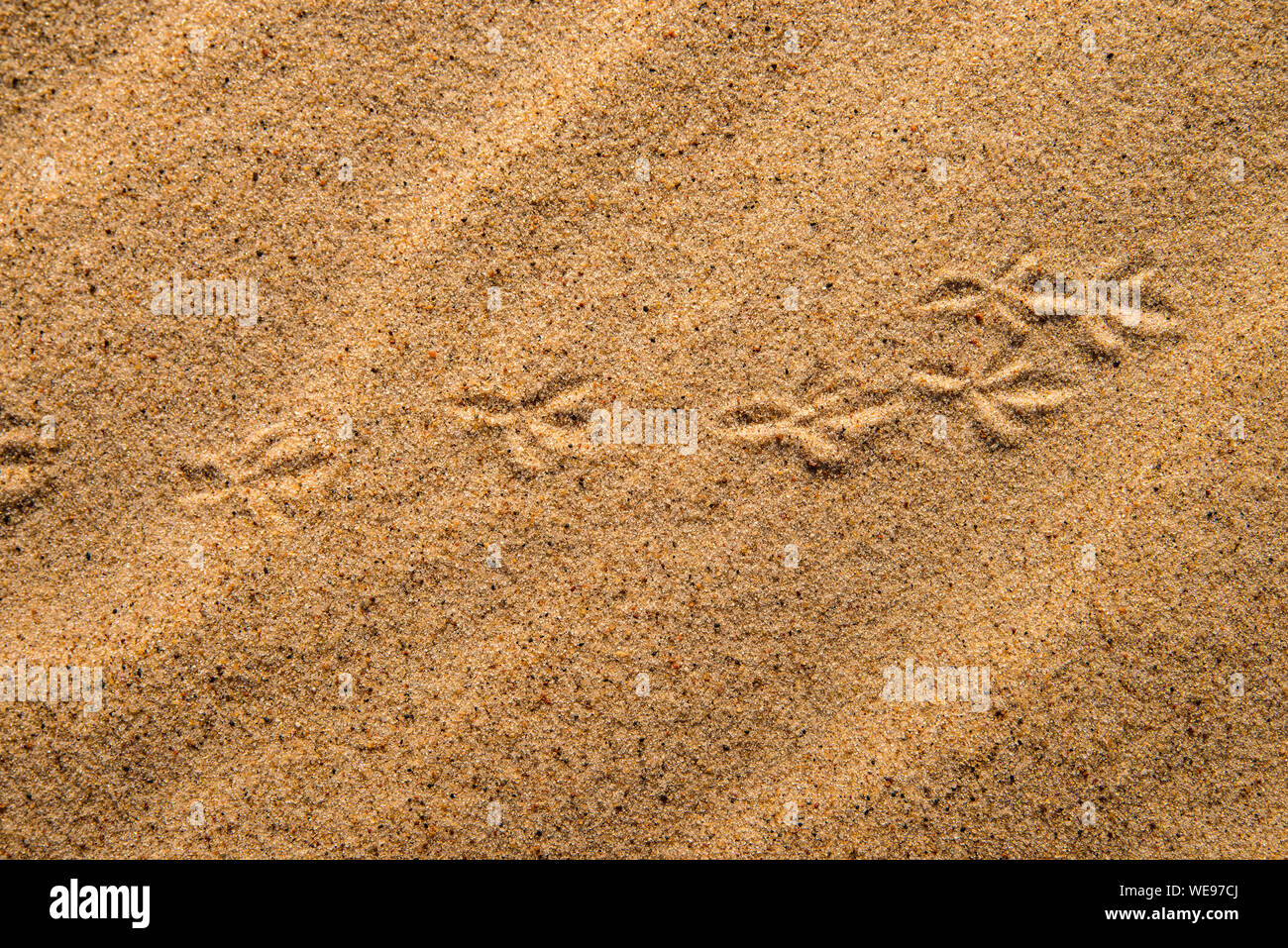 Tracks of a gull in sand Stock Photo - Alamy