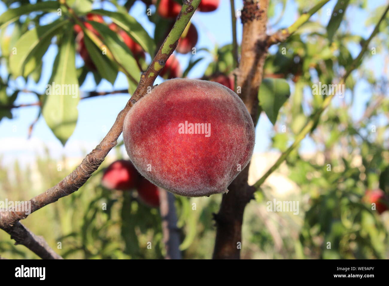 Peach growing on tree hi-res stock photography and images - Alamy