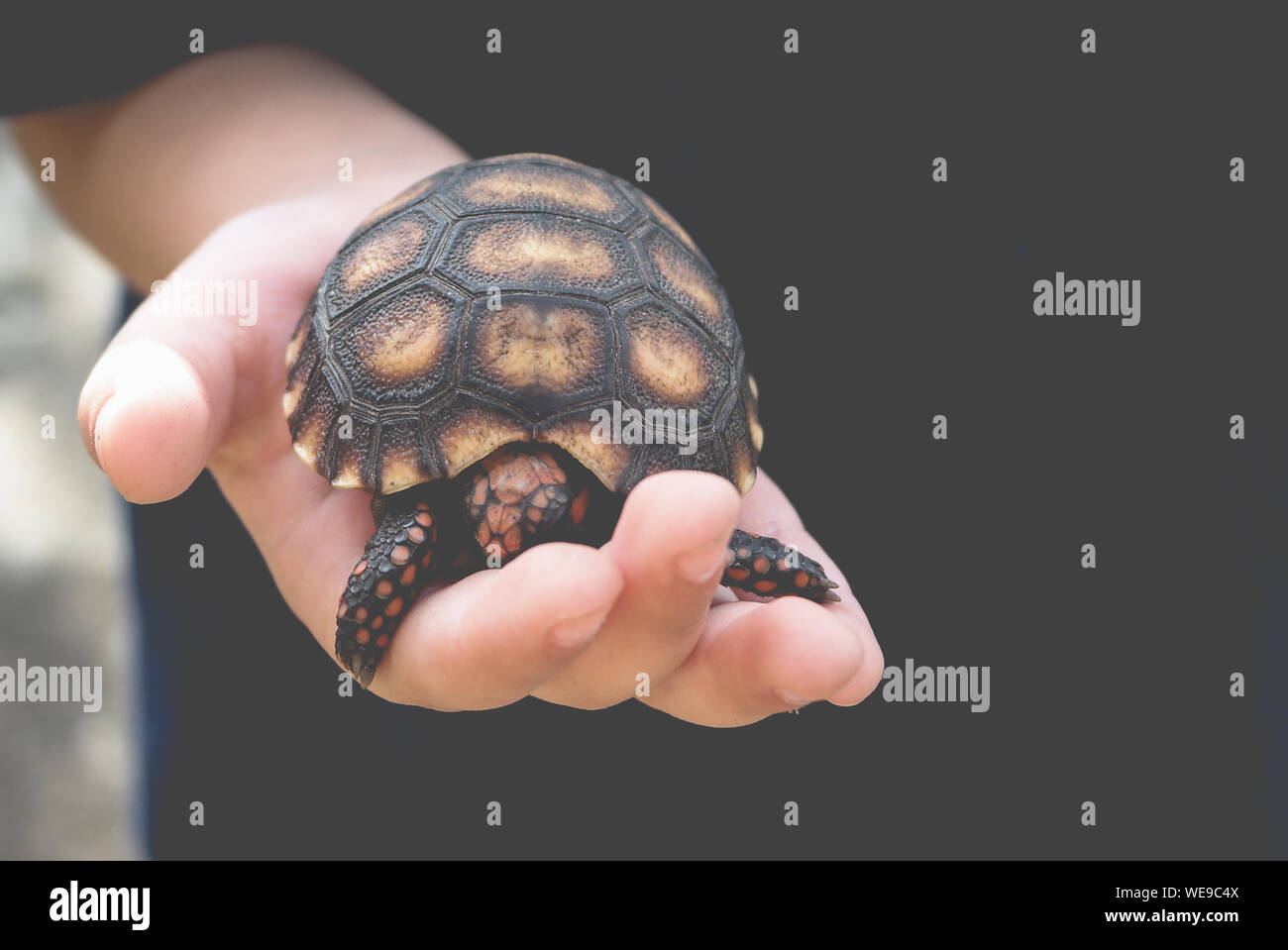 Hand holding turtle hi-res stock photography and images - Alamy