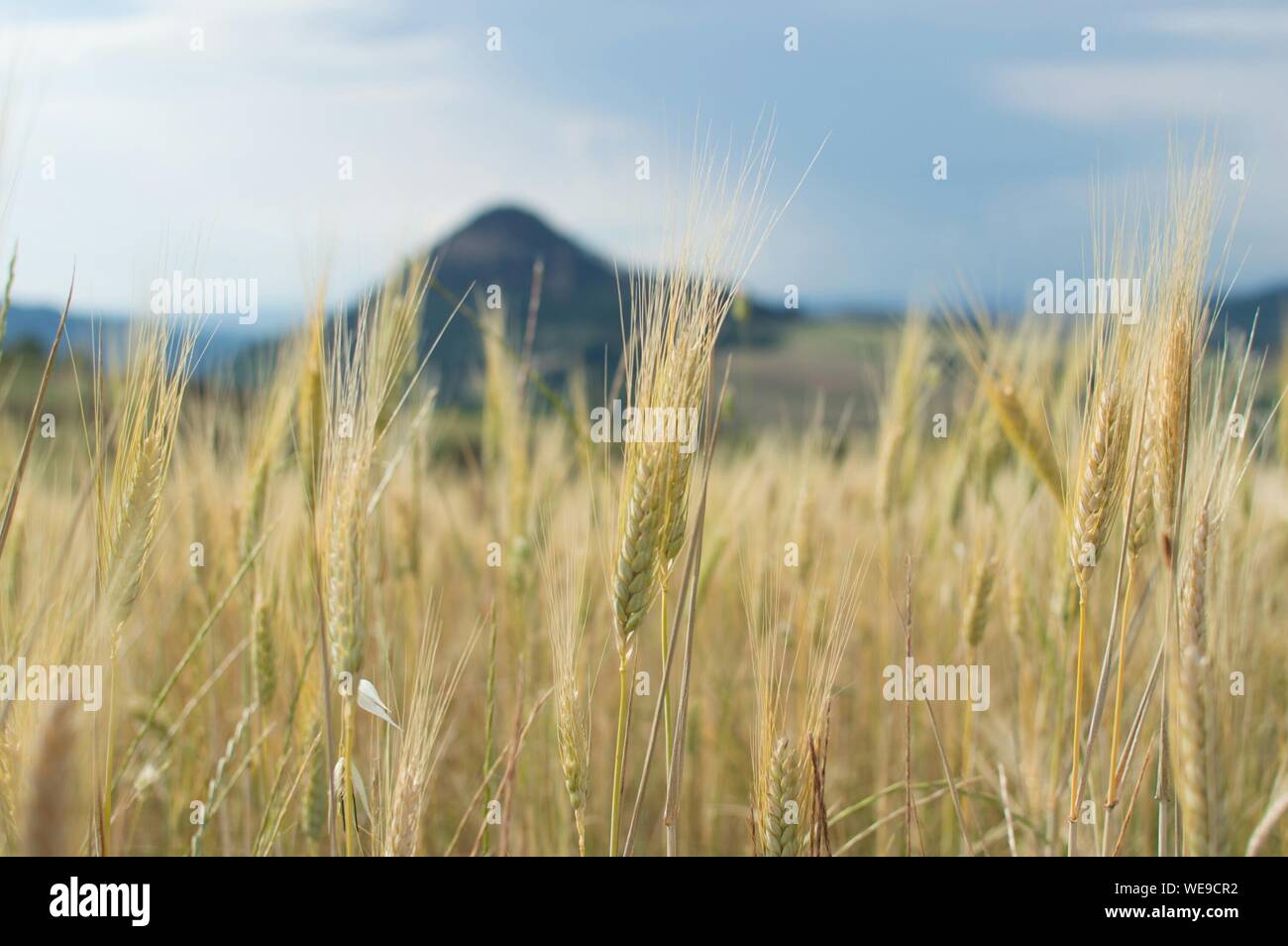 Growing wheat on farm hi-res stock photography and images - Alamy