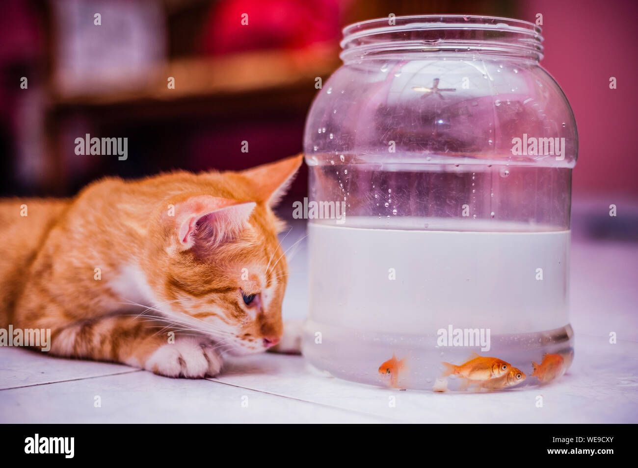 Cat fish hi-res stock photography and images - Alamy