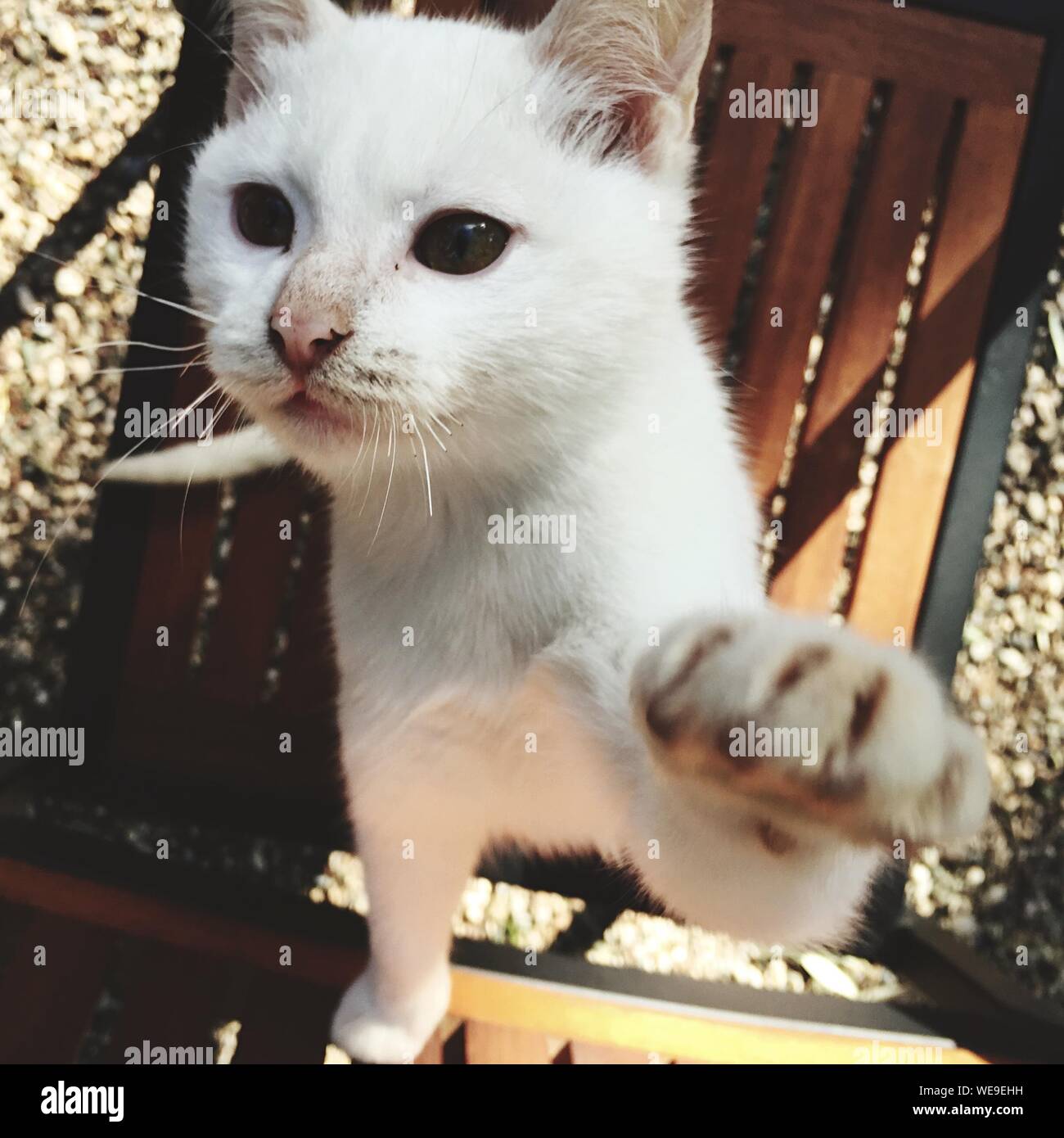 Raising cat hi-res stock photography and images - Alamy