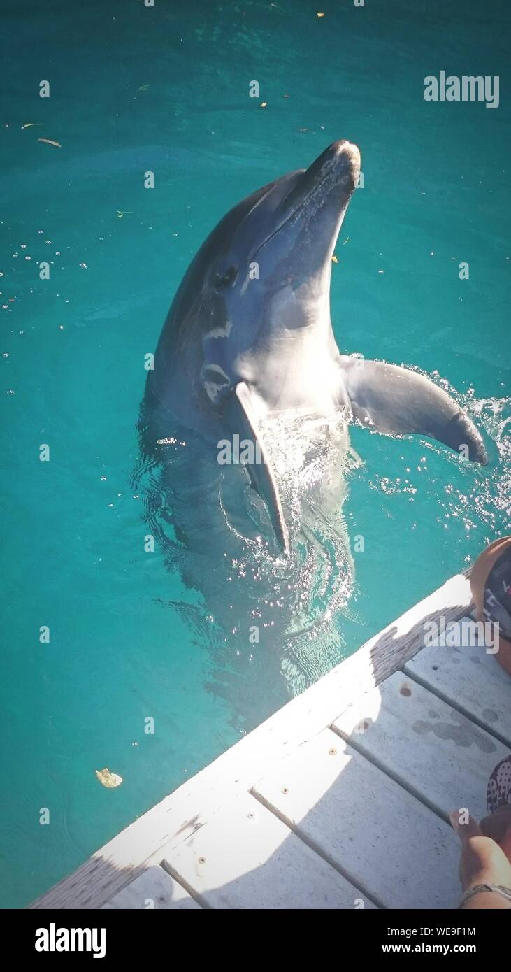 Playing dolphin hi-res stock photography and images - Alamy