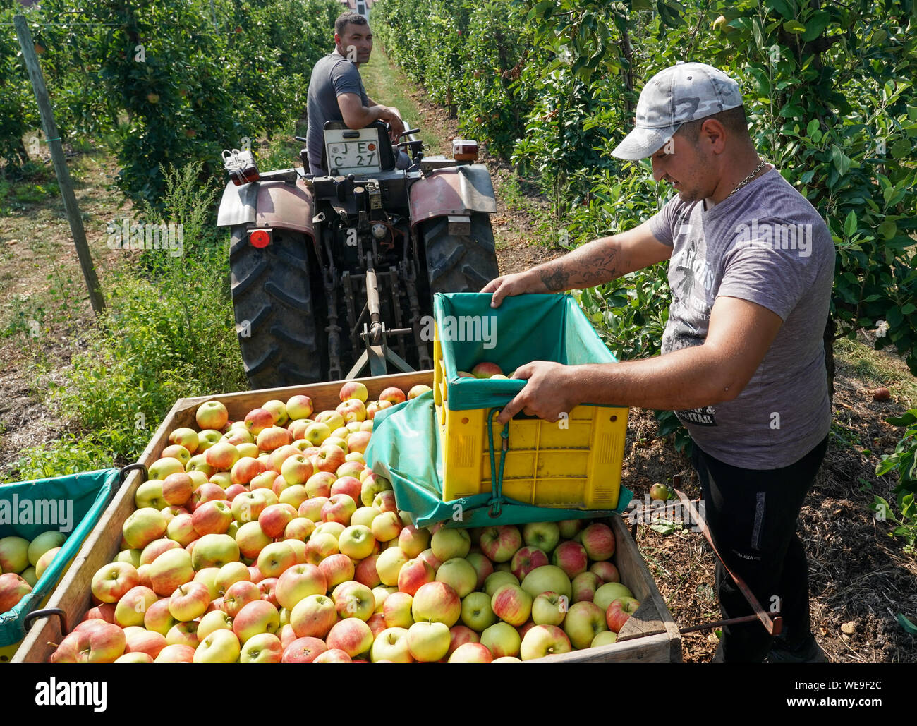 Jessen, Germany. 30th Aug, 2019. Pickers load apples of the "Elstar ...