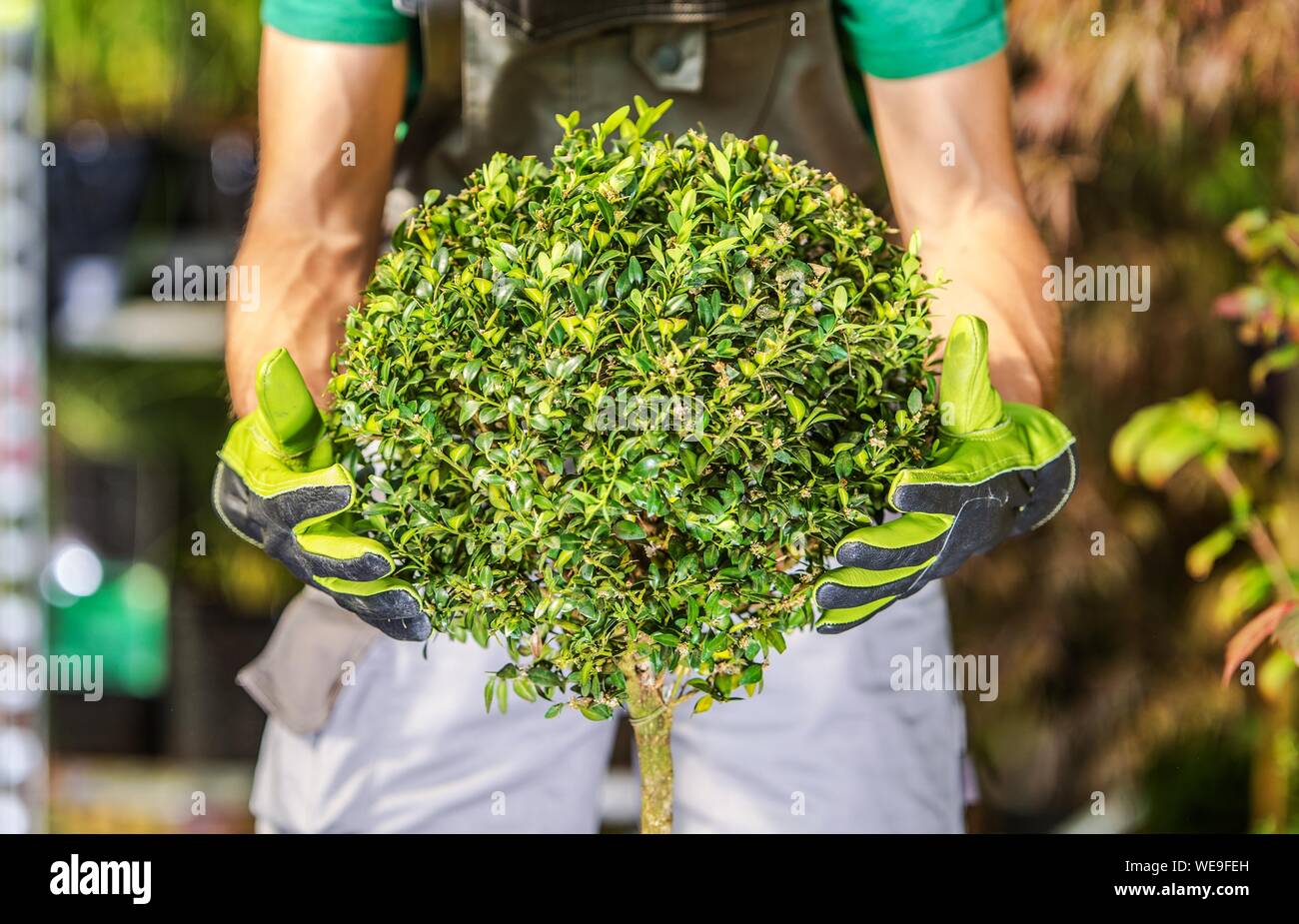 Person holding tree sapling hi-res stock photography and images - Alamy