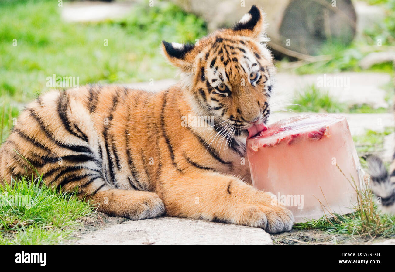 Tiger Mothers Stock Photos & Tiger Mothers Stock Images - Alamy