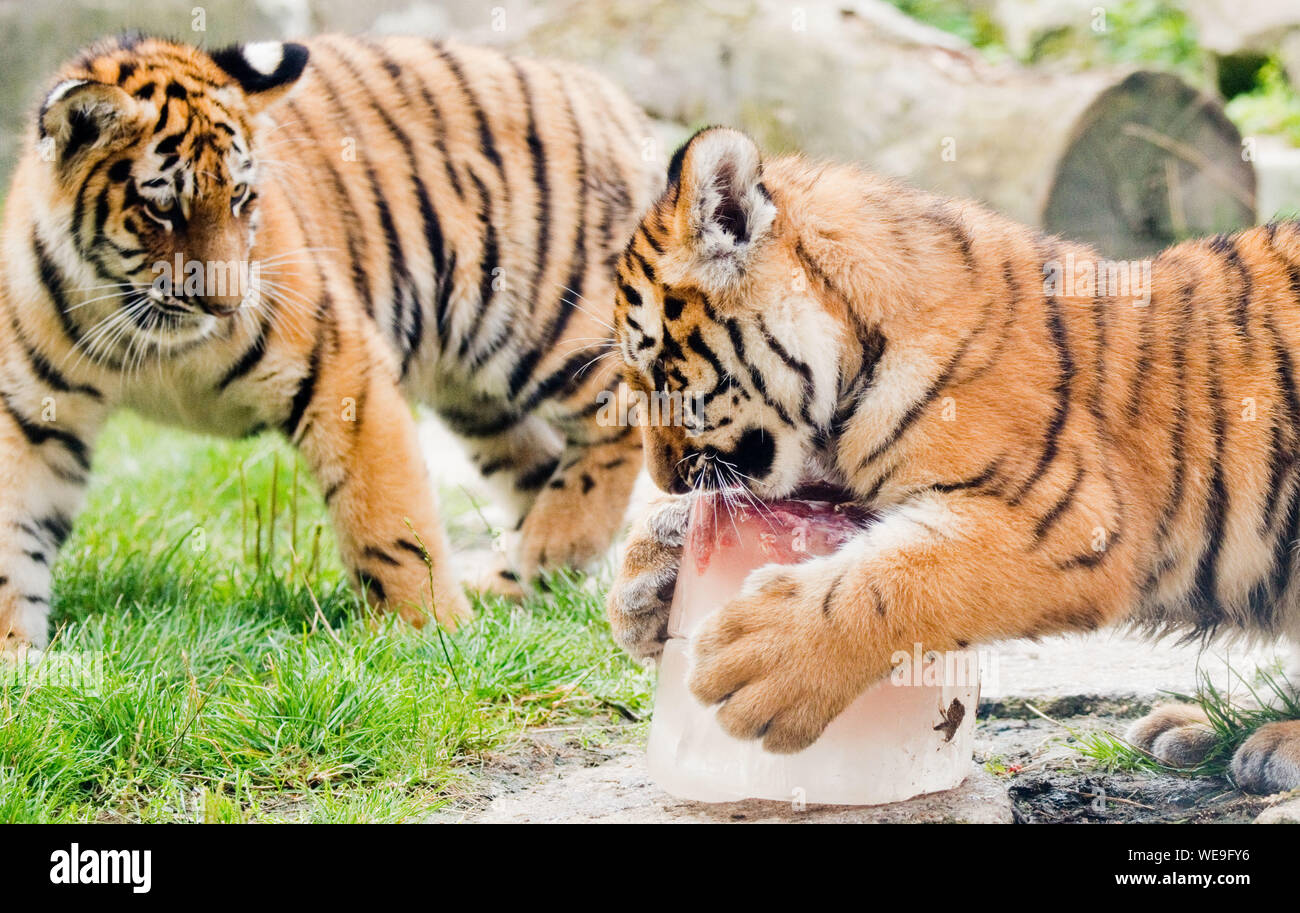 Tiger ice cream hi-res stock photography and images - Alamy