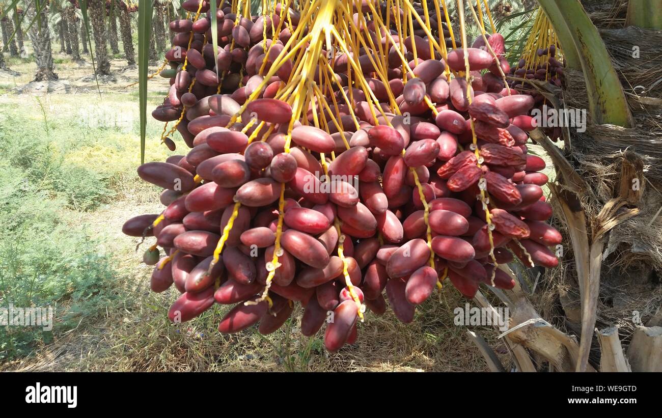 Large palm tree dates on hi-res stock photography and images - Alamy