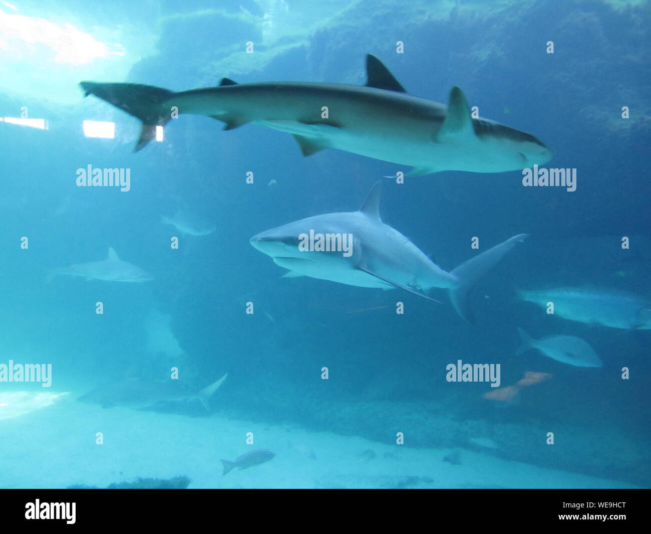 Shark and fish in captivity hi-res stock photography and images - Alamy