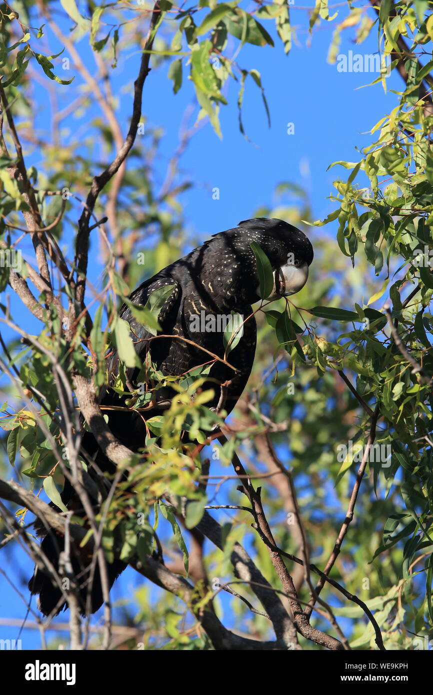 red-tailed black cockatoo (Calyptorhynchus banksii) Queensland ...