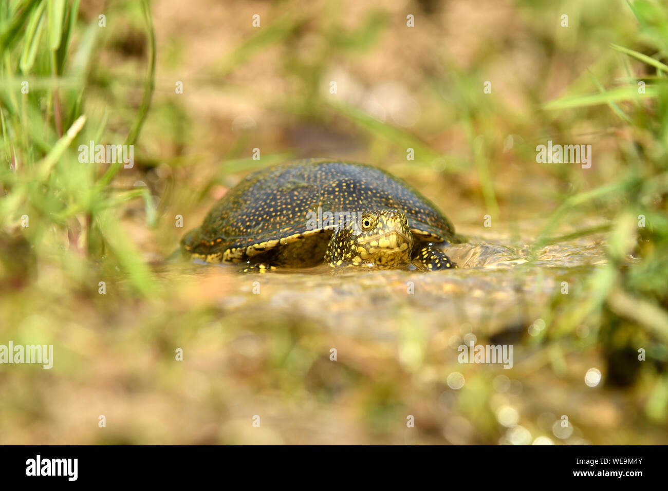 European Pond Turtle (Emys orbicularis) resting in shallow water ...