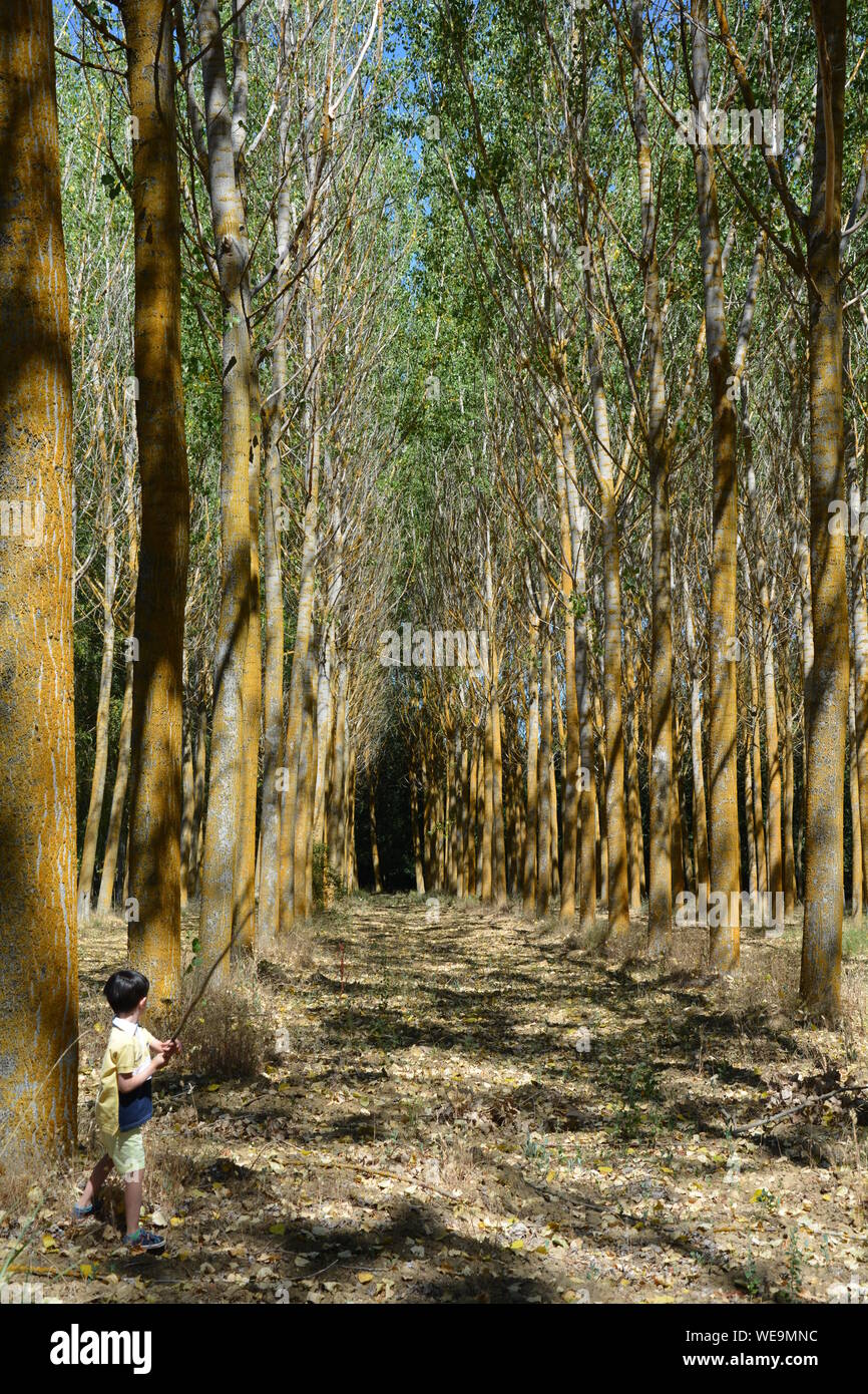 Walking stick forest hi-res stock photography and images - Alamy
