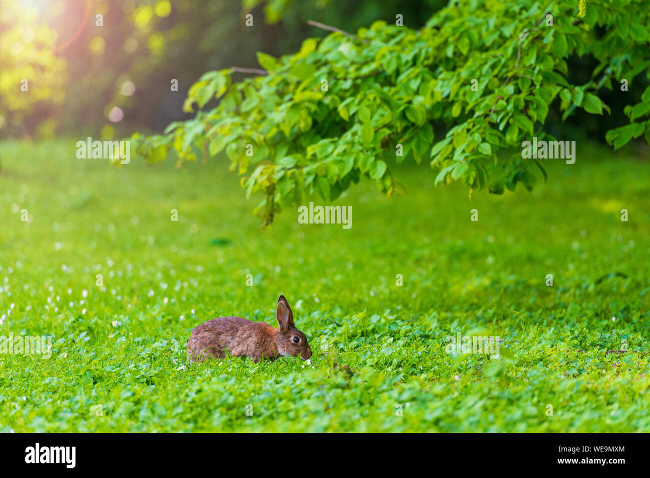 Cute rabbit on the green meadow. Vibrant scene at the countryside Stock ...