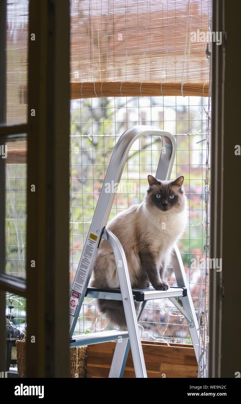 Cat Ladder High Resolution Stock Photography and Images - Alamy