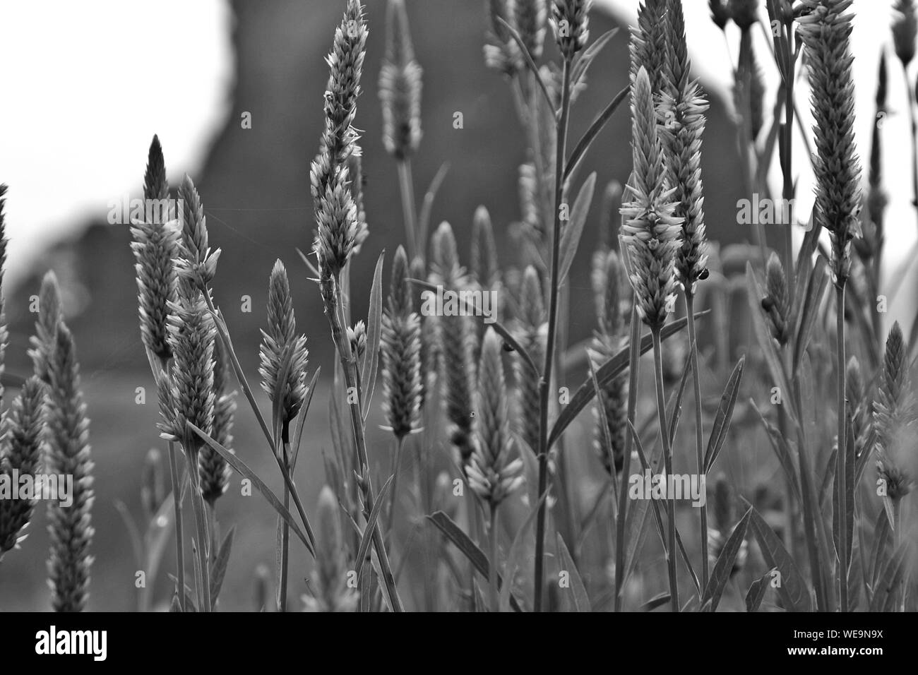 Growing wheat field Black and White Stock Photos & Images - Alamy