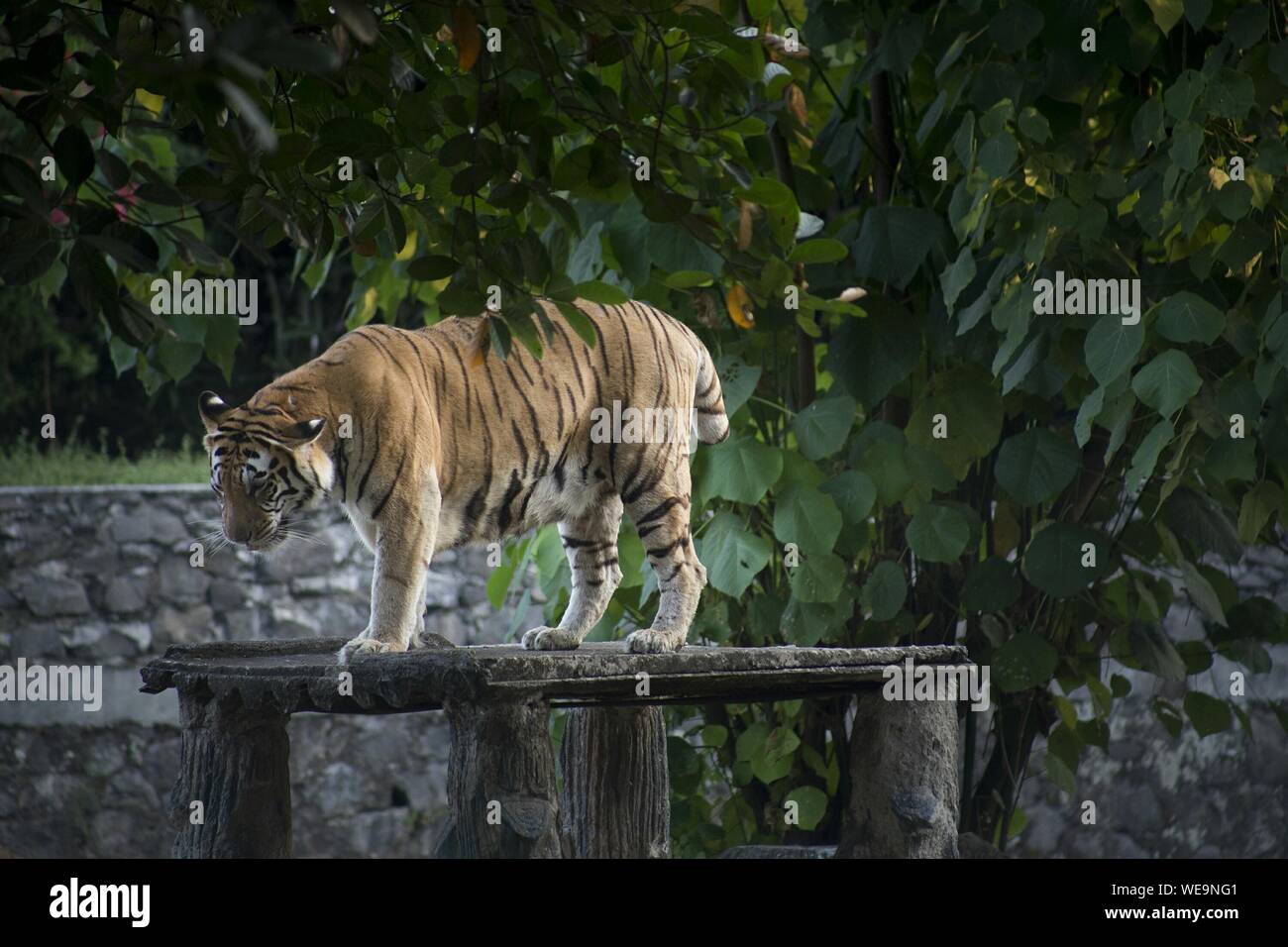 Wooden tiger hi-res stock photography and images - Alamy