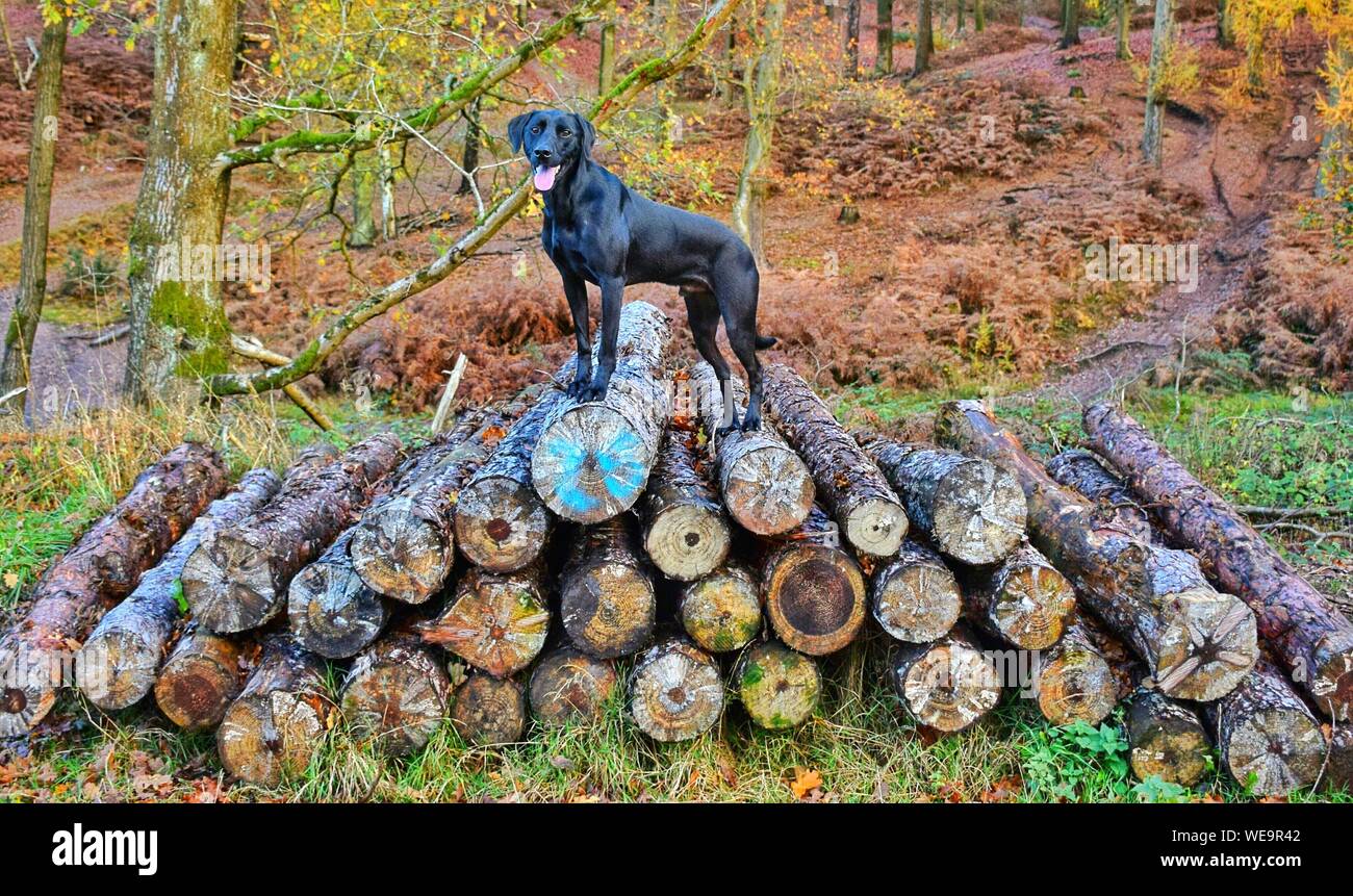 Dog Standing On Stack Of Logs Stock Photo - Alamy