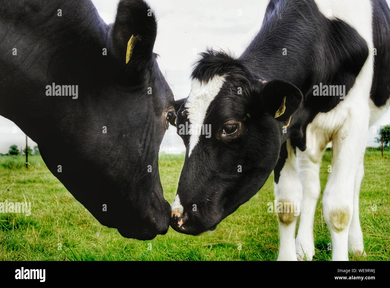 Affectionate cows hi-res stock photography and images - Alamy