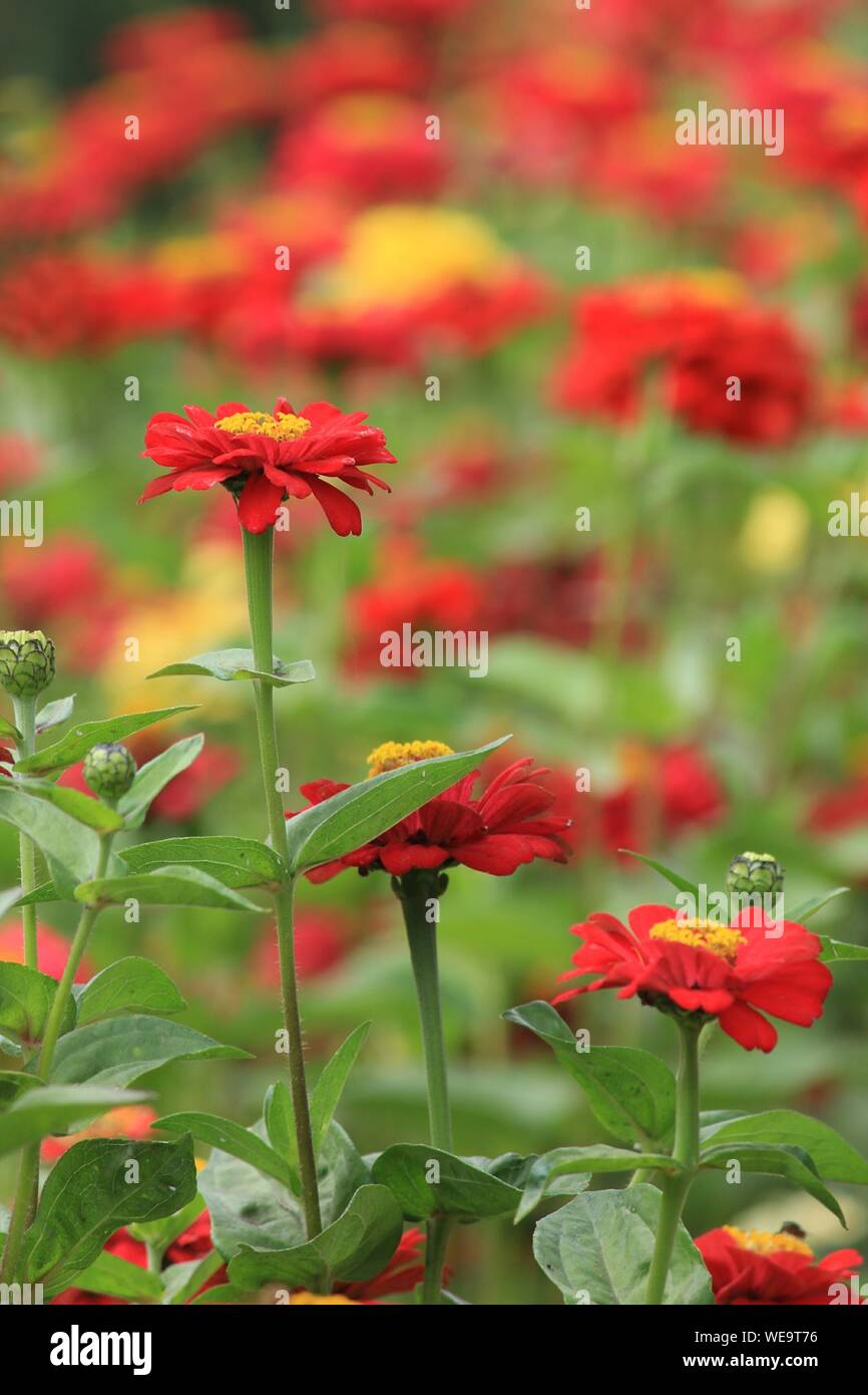 Red zinnias hi-res stock photography and images - Alamy