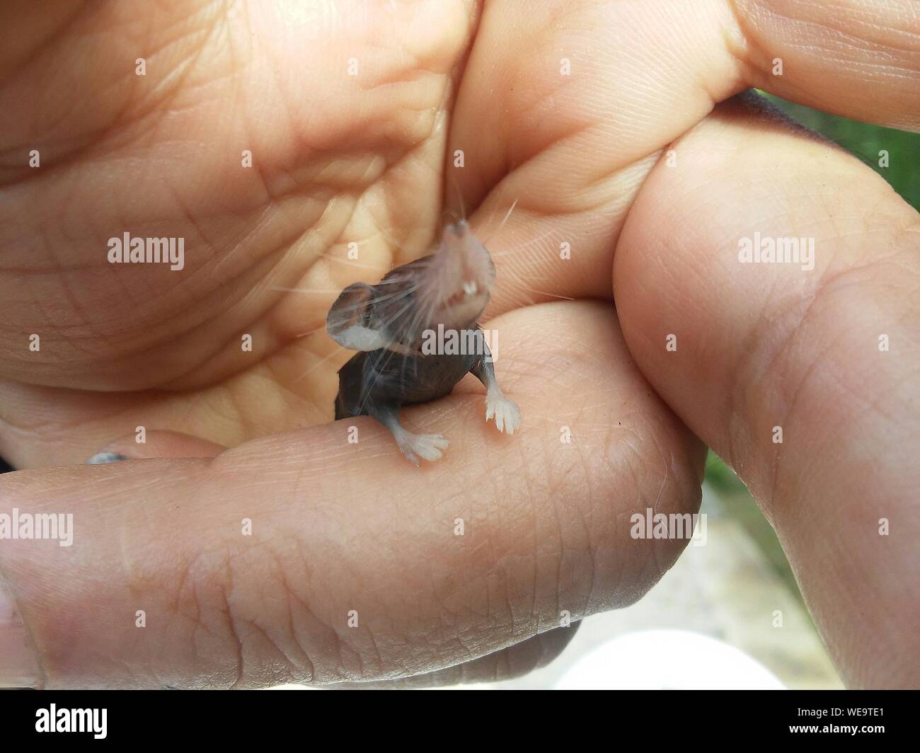 Rat hands hi-res stock photography and images - Alamy