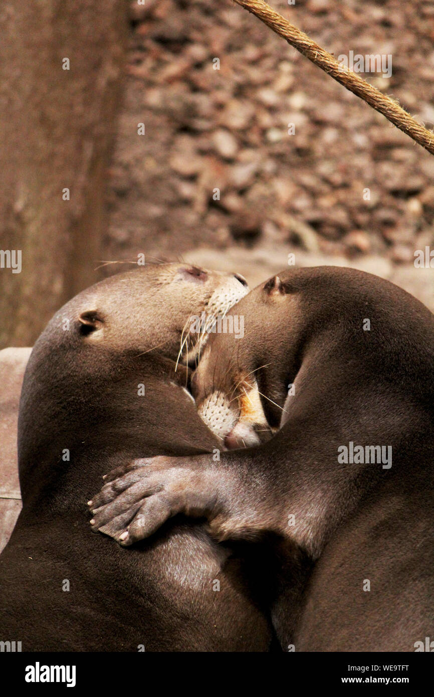 Wild Animals Hugging High Resolution Stock Photography and Images - Alamy