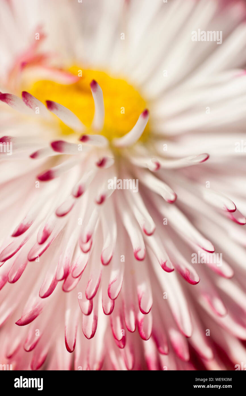 White flower red tips hi-res stock photography and images - Alamy