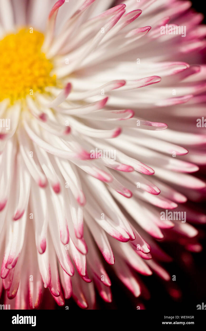 White flower red tips hi-res stock photography and images - Alamy