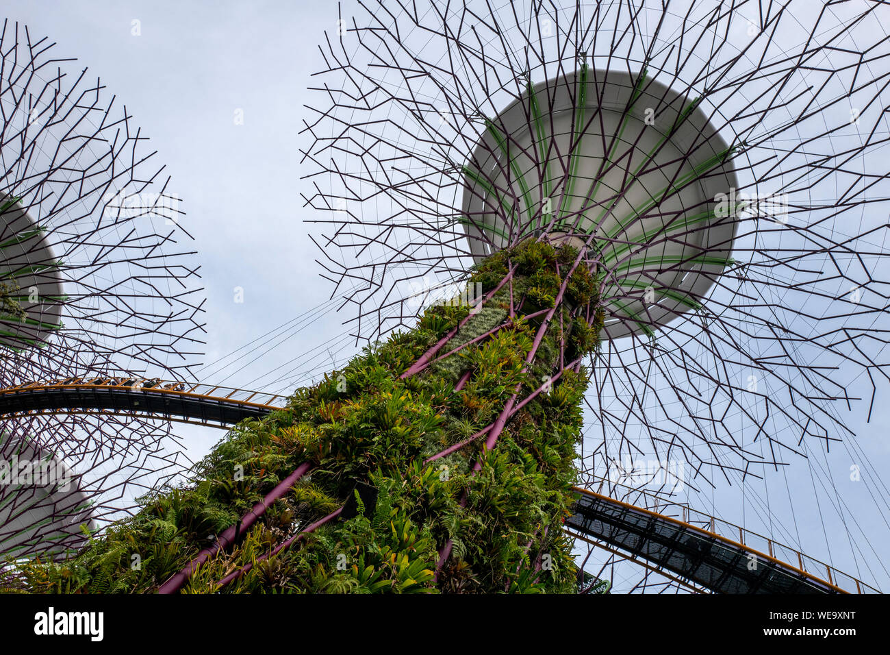Singing forest hi-res stock photography and images - Alamy