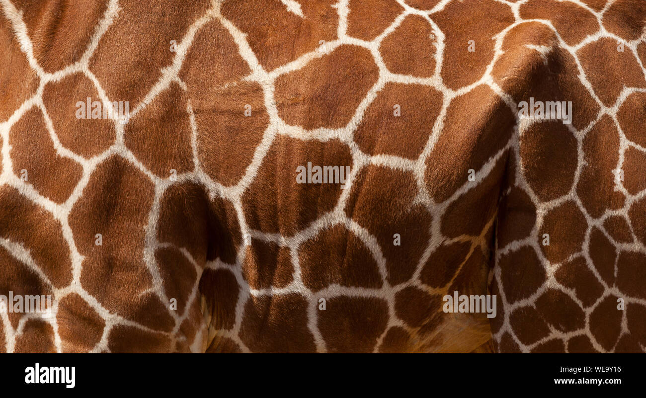 Abstract close up of an Articulated Giraffe's coat pattern Stock Photo ...