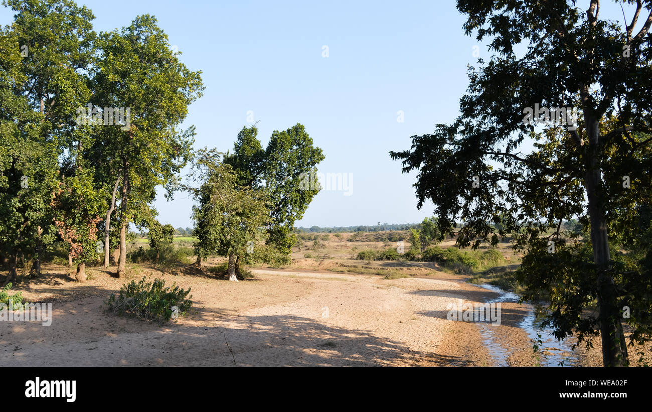 View of of tropical forest, Sal trees and grassland spread over the ...