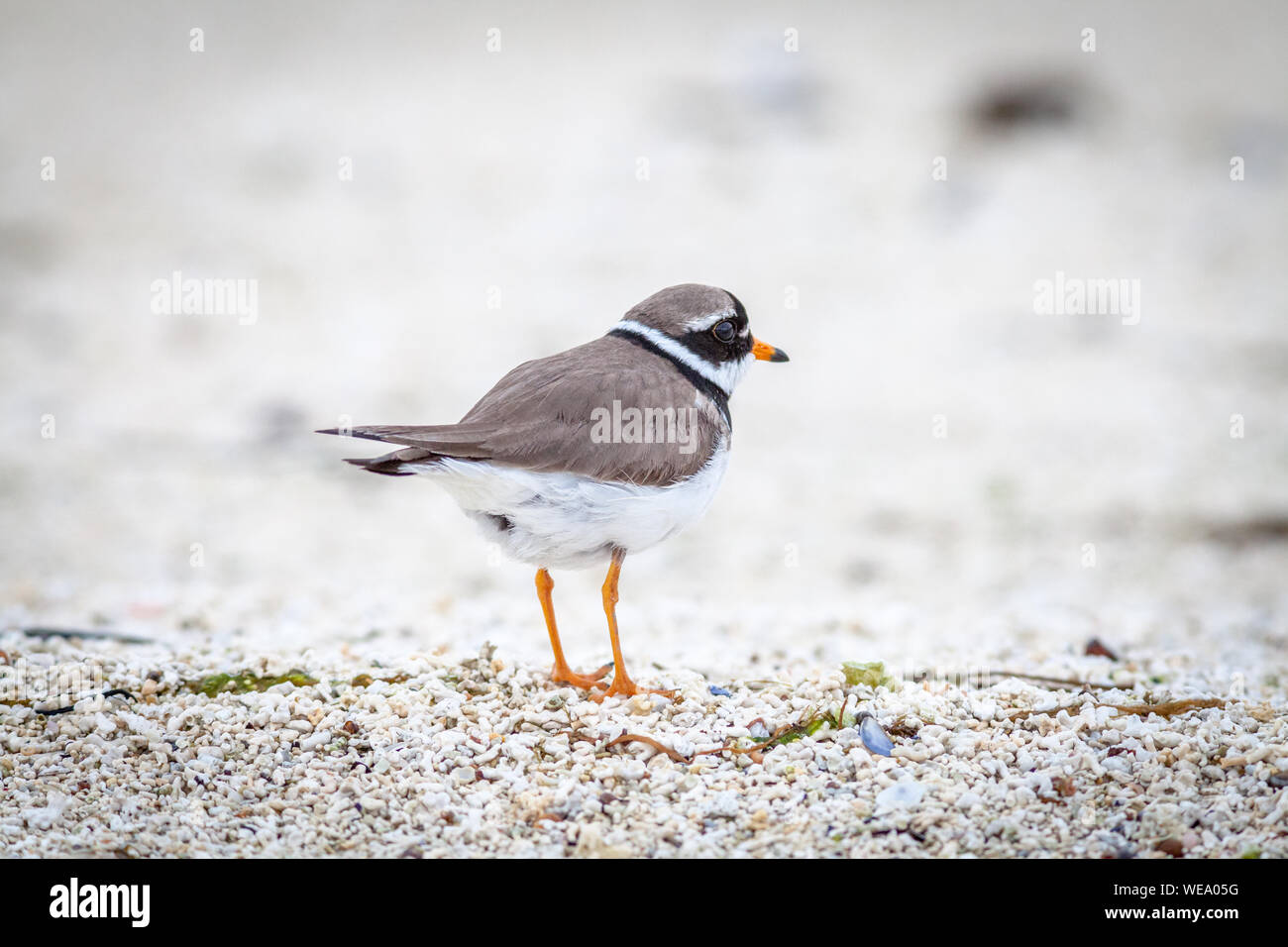 Small beach bird hi-res stock photography and images - Alamy