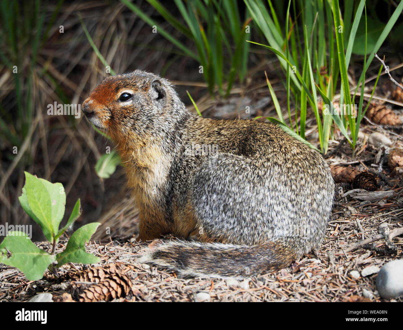 Columbian Ground Squirrel watching and guarding its burrow ...