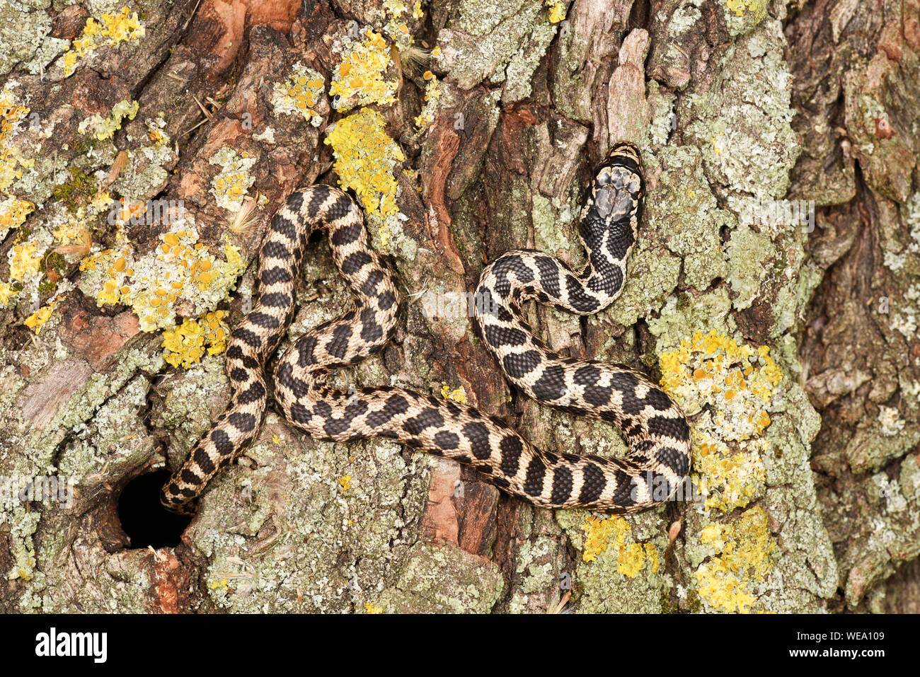 Four-lined Snake (Elaphe quatourlineata) juvenile resting on lichen ...