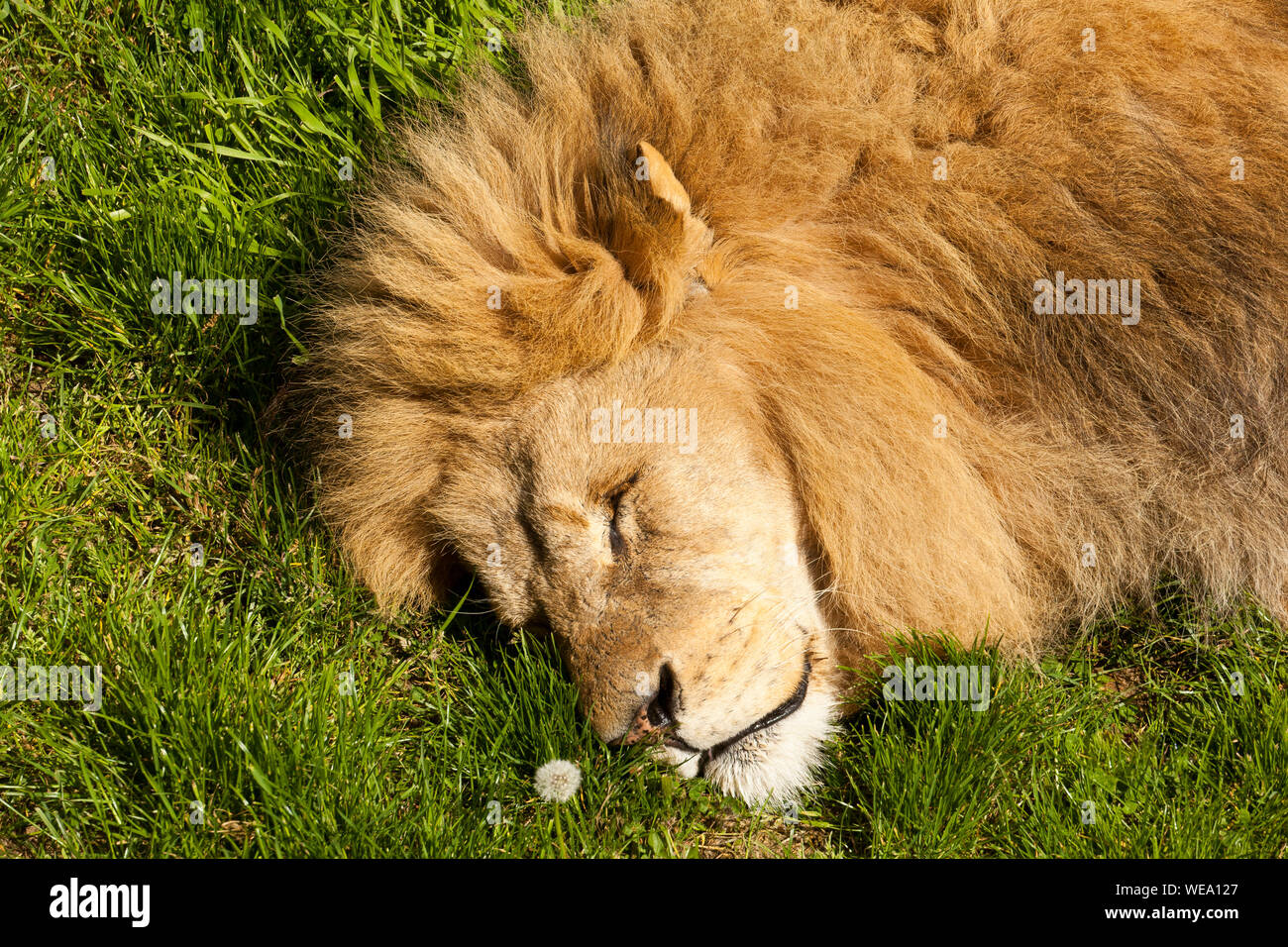 Adult male lion hi-res stock photography and images - Alamy