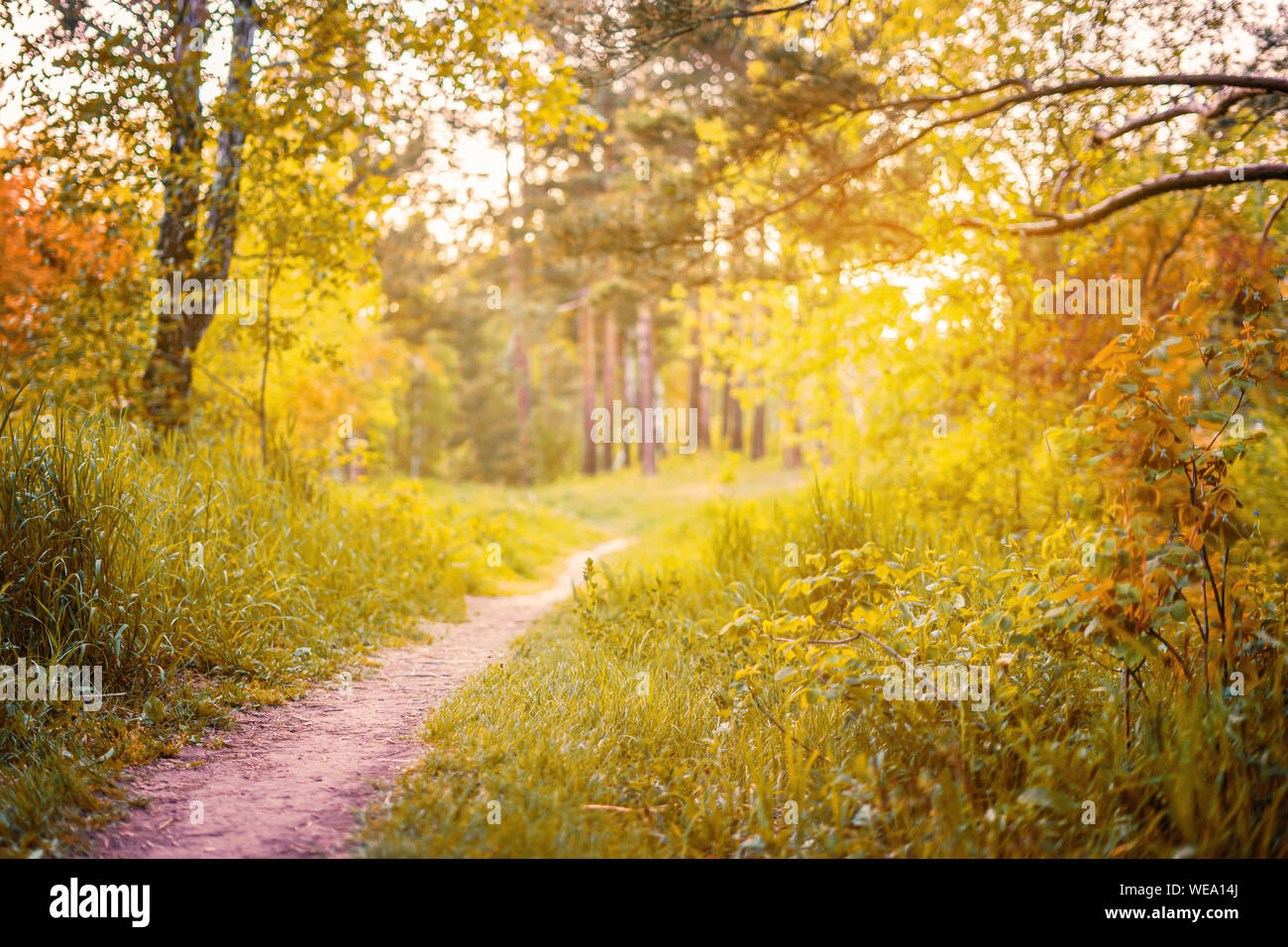 Fall. Fall forest. Forest landscape. Autumn nature. Sunshine in forest ...